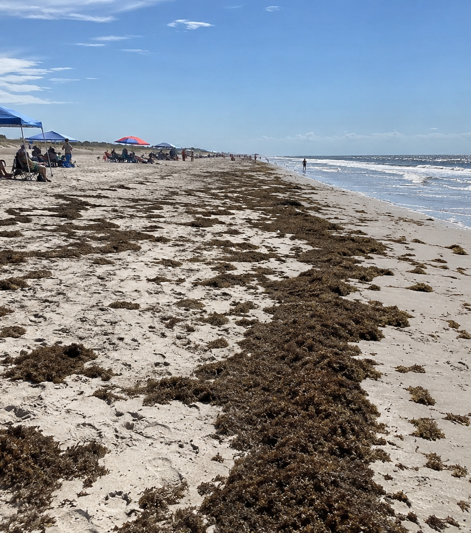 The Local Lion — St. Augustine News With a Bite